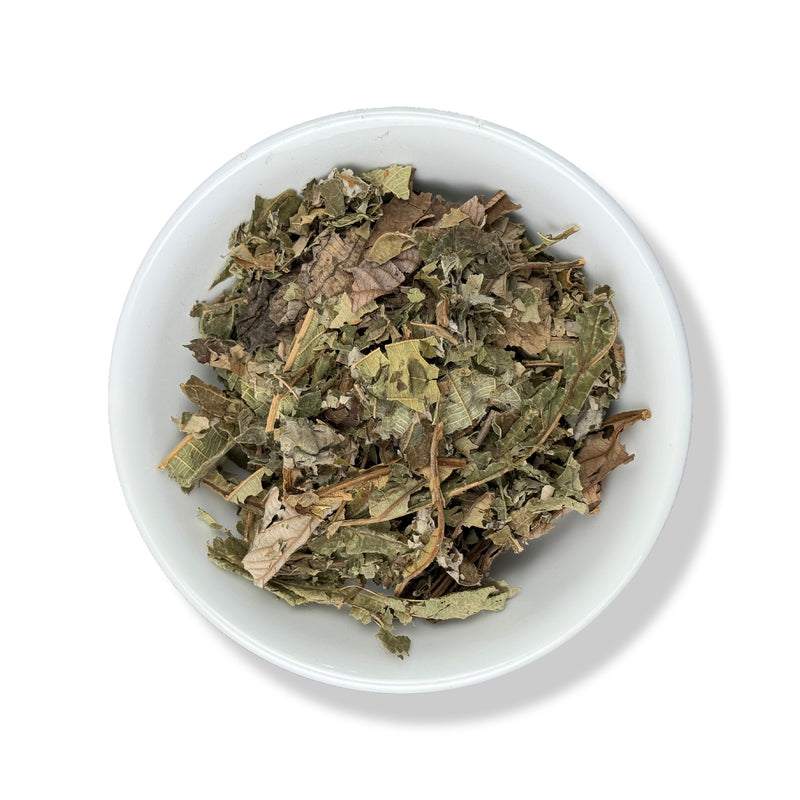 Guarumo: List of benefits and how to use this rare herb. - Evergreen ...